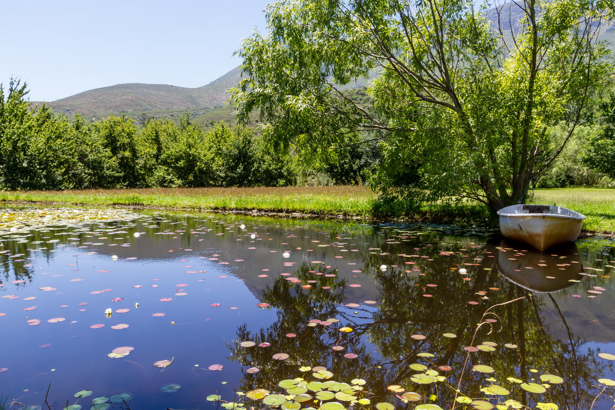 River Reed, Stellenbosch - Amazing Spaces Locations