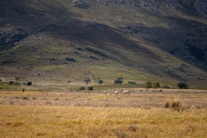 Bontebok Ridge, Wellington - Amazing Spaces Locations
