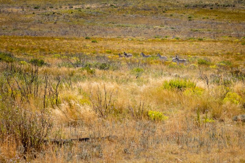 Bontebok Ridge, Wellington - Amazing Spaces Locations